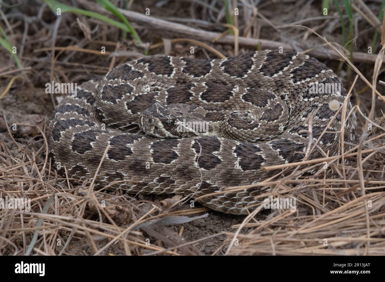 A Prairie Rattlesnake (Crotalus viridis) from Jefferson County ...