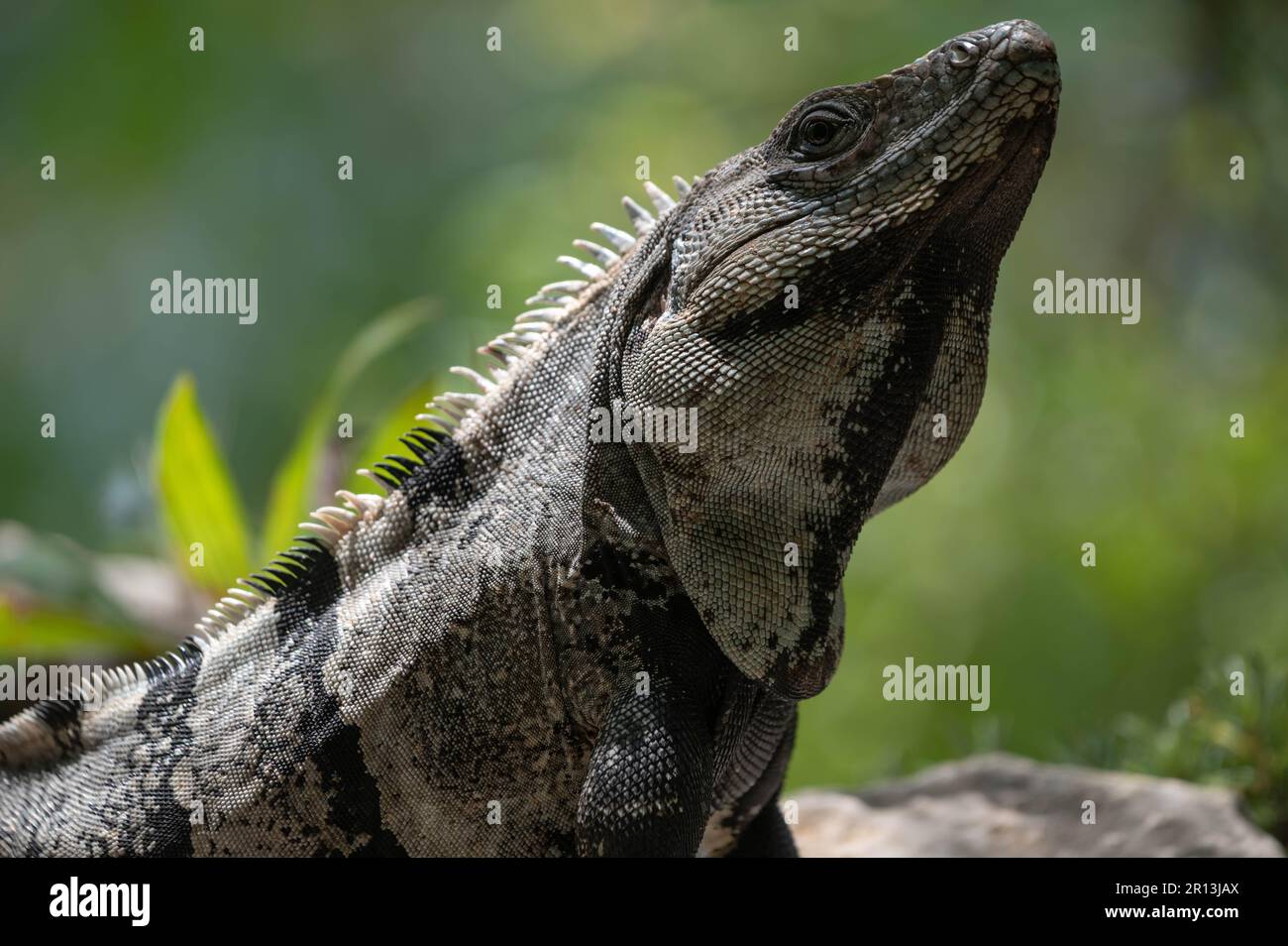 Yucatan spiny lizard hi-res stock photography and images - Alamy
