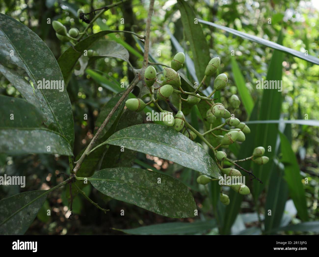 Close up of few growing fruits and green leaves of a marking nut tree ...