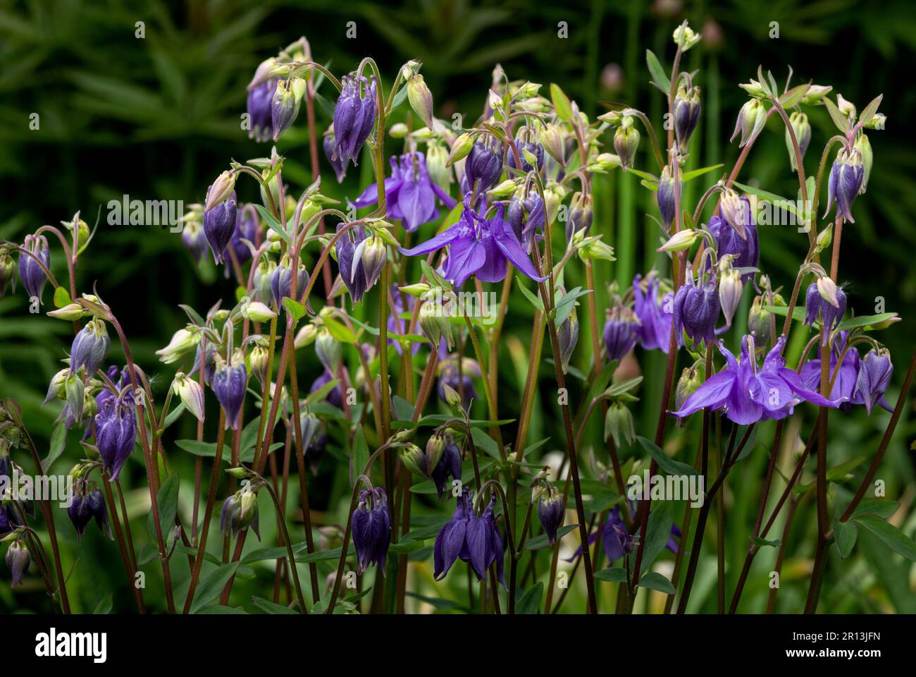 Purple Aquilegia Flowers. (Granny's Bonnets. Columbine Stock Photo - Alamy