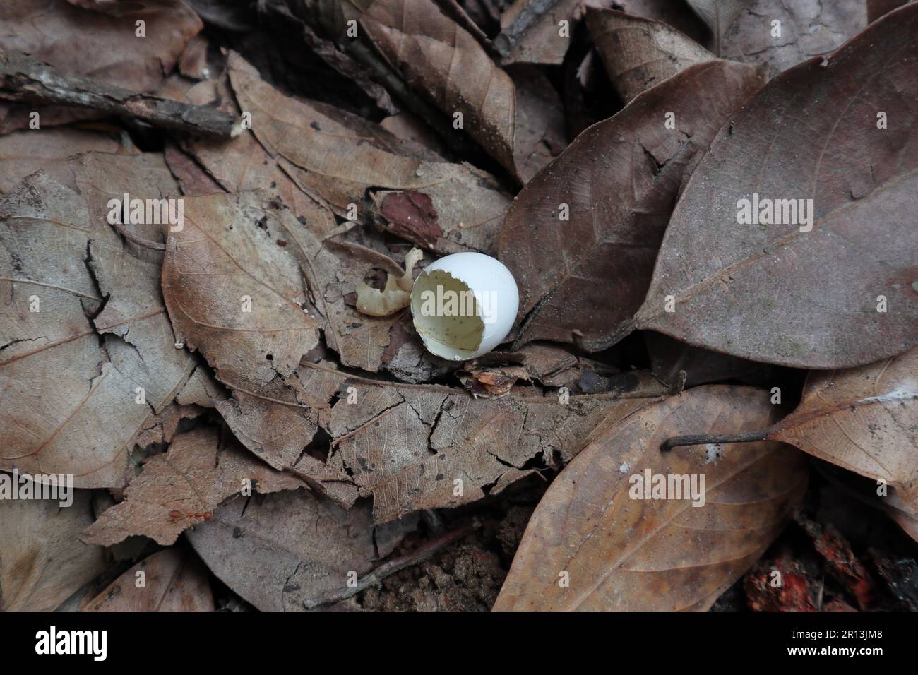 A broken and cracked egg shell on the ground (more likely after a ...