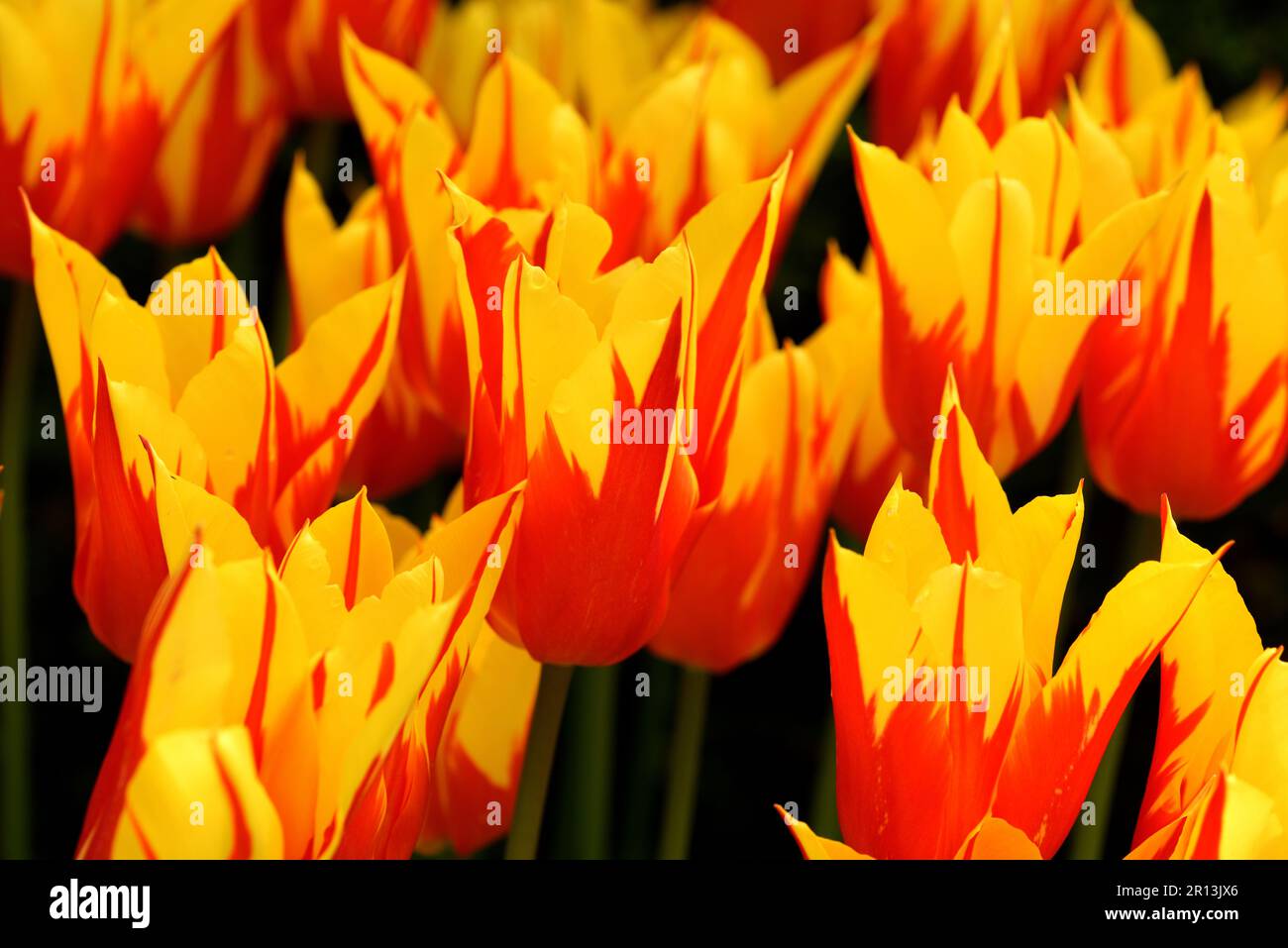 Tulip Fire Wings Stock Photo - Alamy
