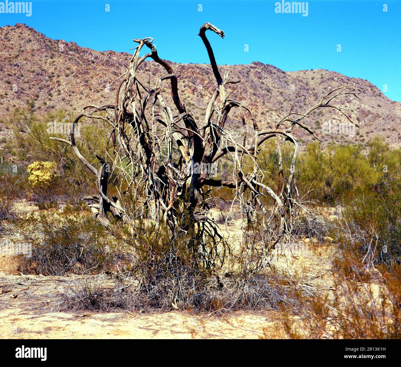 Dying cactus desert hi-res stock photography and images - Alamy