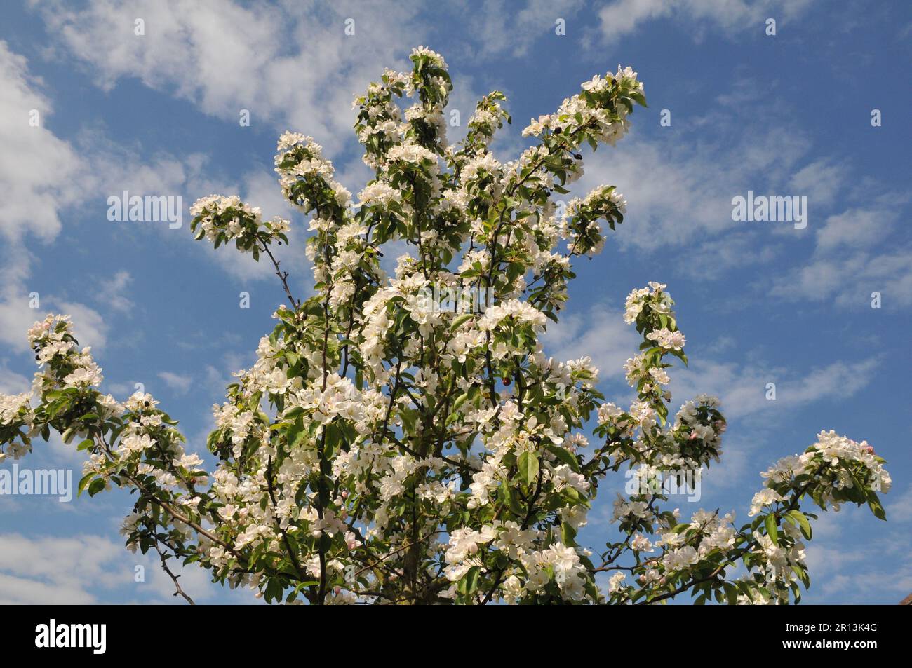 Copenhagen /Denmark/11 May 2023/ blossom flowers in danis capital ...