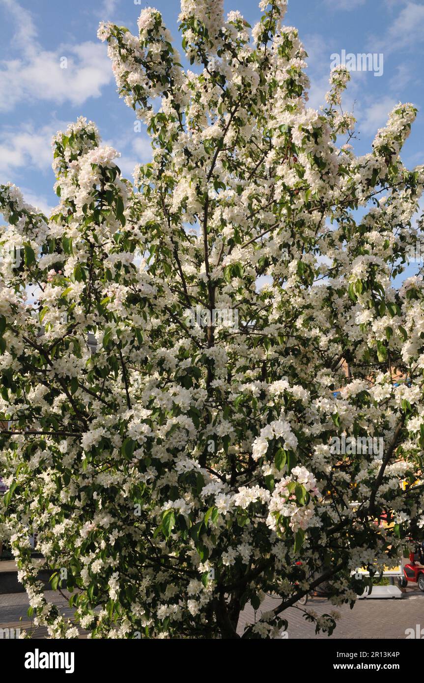 Copenhagen /Denmark/11 May 2023/ Cherry blossom flowers in danis ...