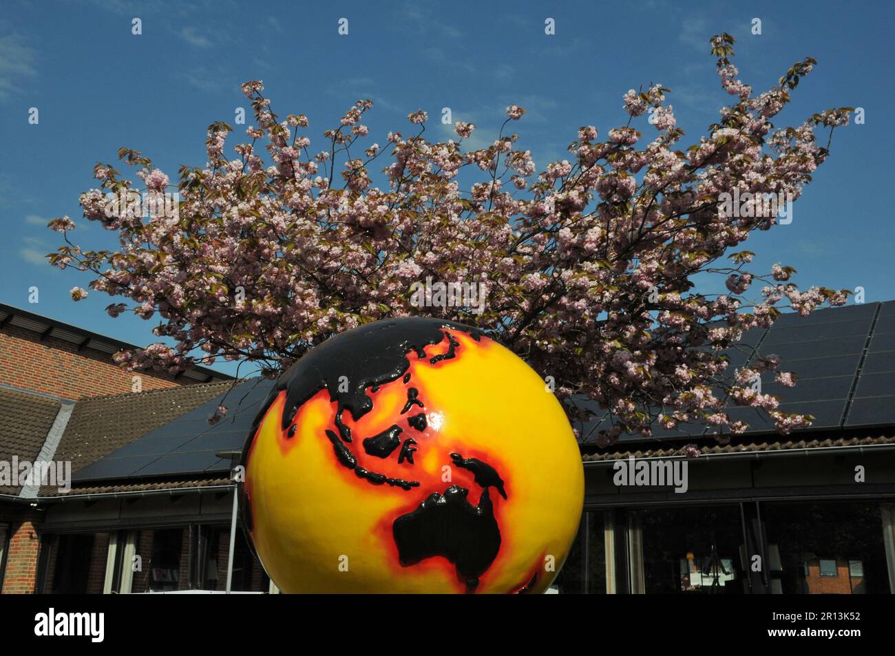 Copenhagen /Denmark/11 May 2023/ Cherry blossom flowers in danis ...