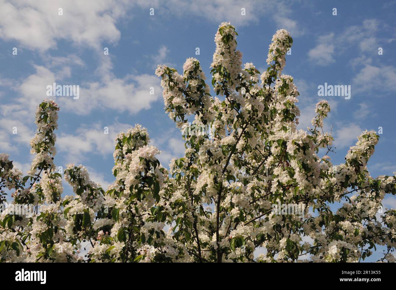 Copenhagen /Denmark/11 May 2023/ Cherry blossom flowers in danis ...