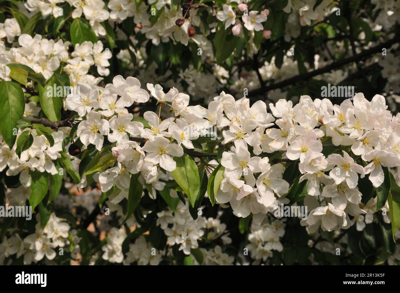 Copenhagen /Denmark/11 May 2023/ blossom flowers in danis capital ...