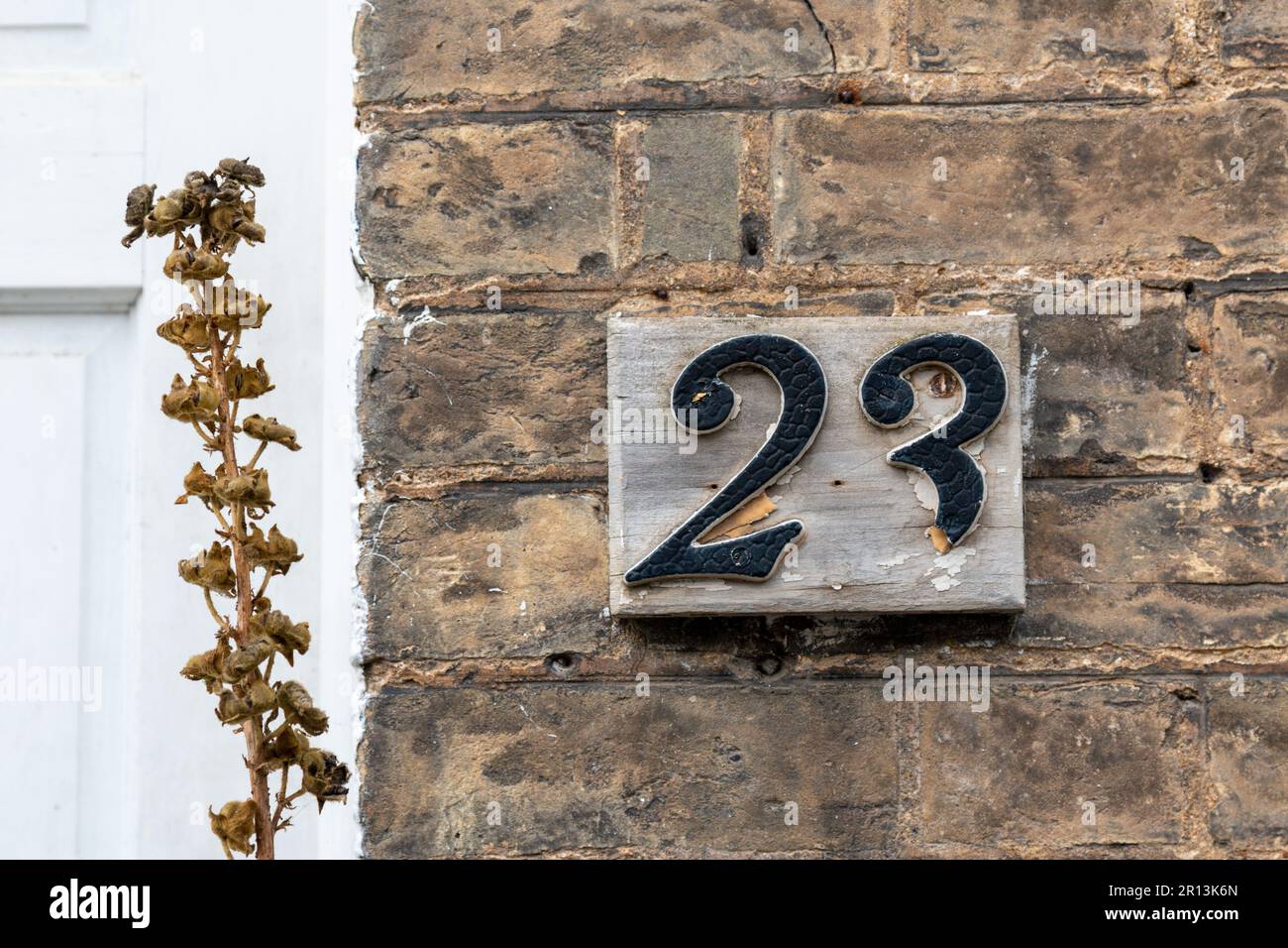 A shabby, broken door number, 23, next to a dead hollyhock plant ...