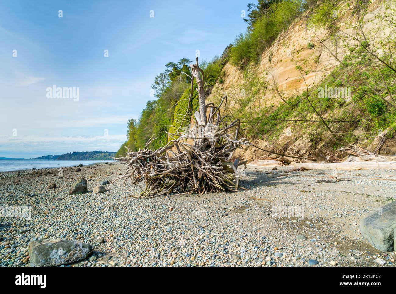 Driftwood tree roots at Saltwater State Park in Des Moines, Washington ...