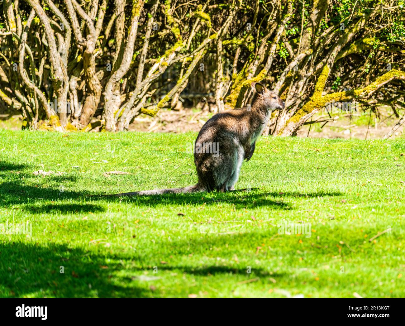 A kangaroo at the Woodland Park Zoo in Seattle, Washington Stock Photo ...