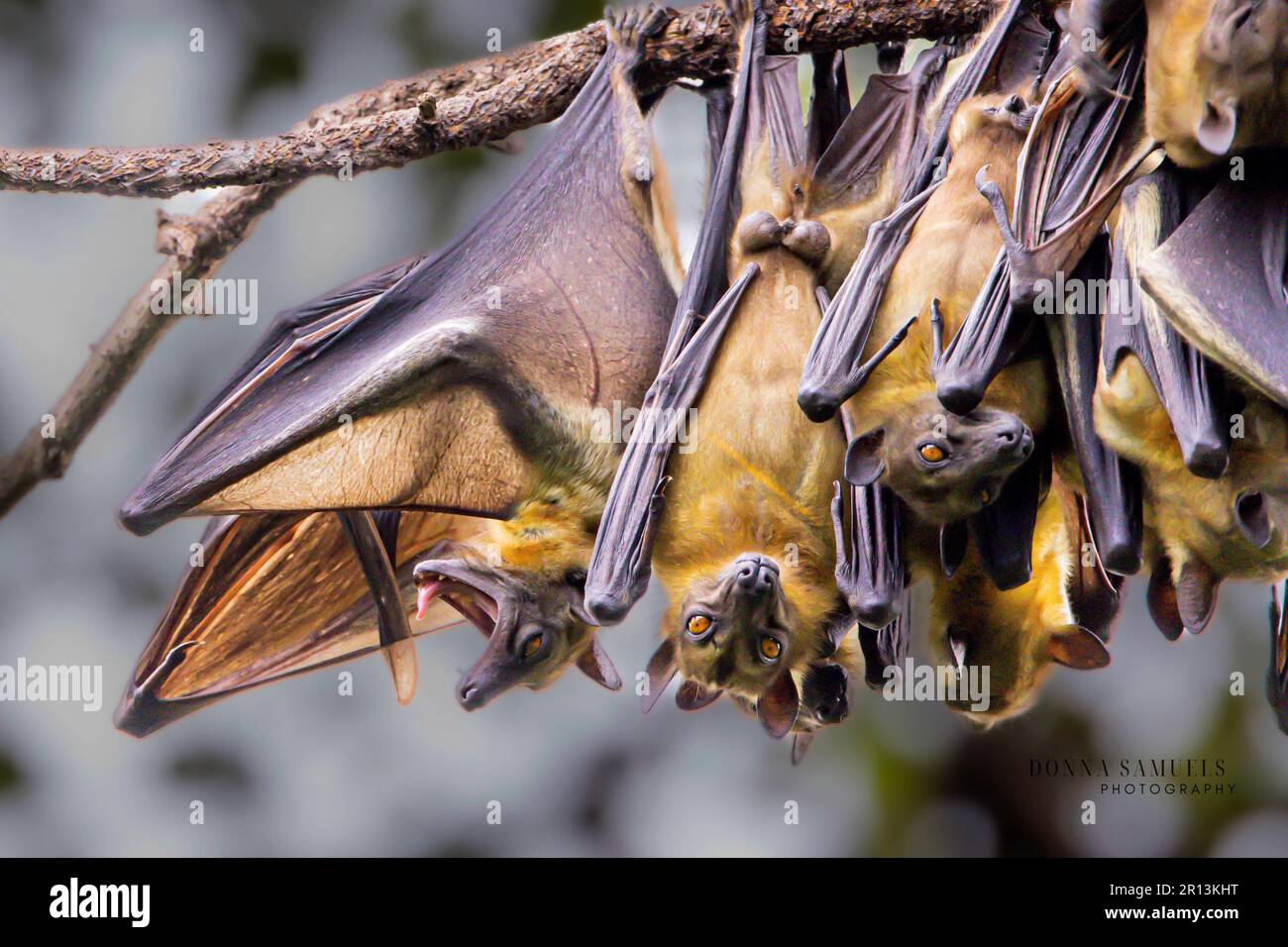 A close up of a Eidolon bat suspended upside down from a branch of a ...