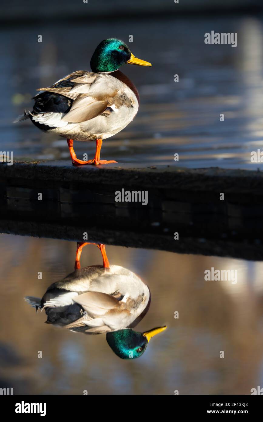 A mallard duck standing on a ledge near a lake Stock Photo - Alamy