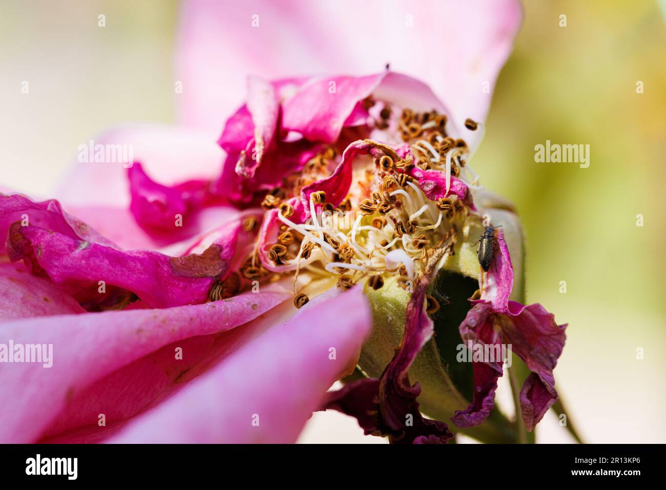 Macro photography of a small insect on a rose Stock Photo - Alamy