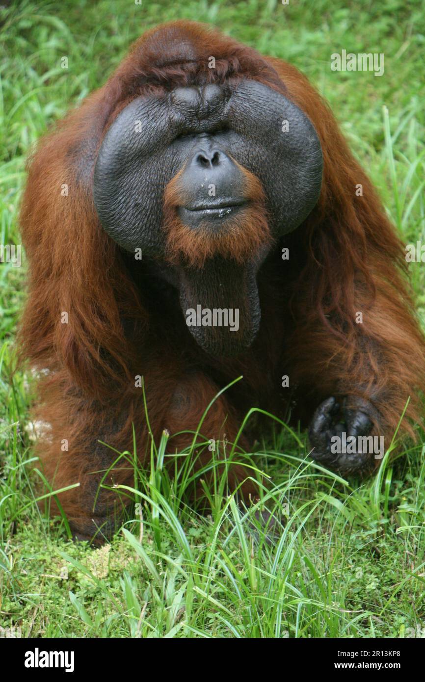 Alpha Male Orang Utan at Matang Wildlife Center, Kuching, Sarawak ...