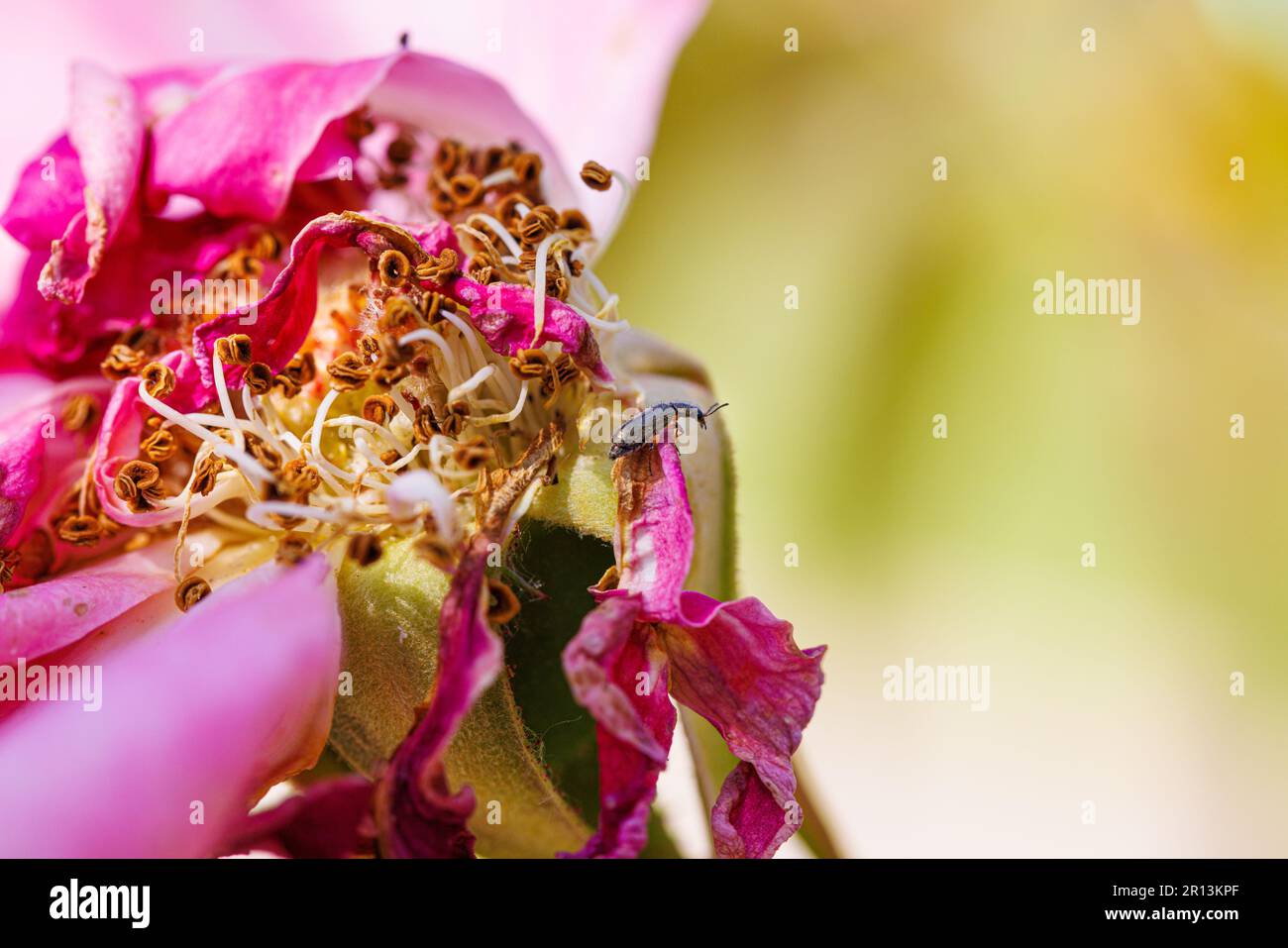Macro photography of a small insect on a rose Stock Photo - Alamy