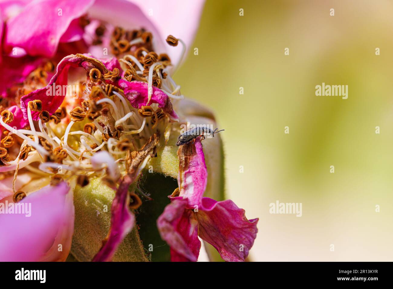 Macro photography of a small insect on a rose Stock Photo - Alamy