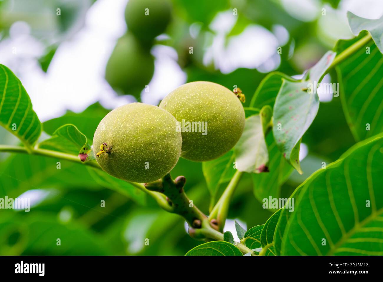 Walnuts on a tree branch ripen in August Stock Photo - Alamy