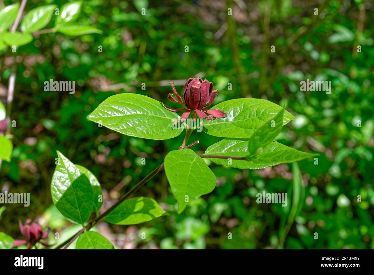 A Carolina allspice bush with a fully opened red flower with shiny ...