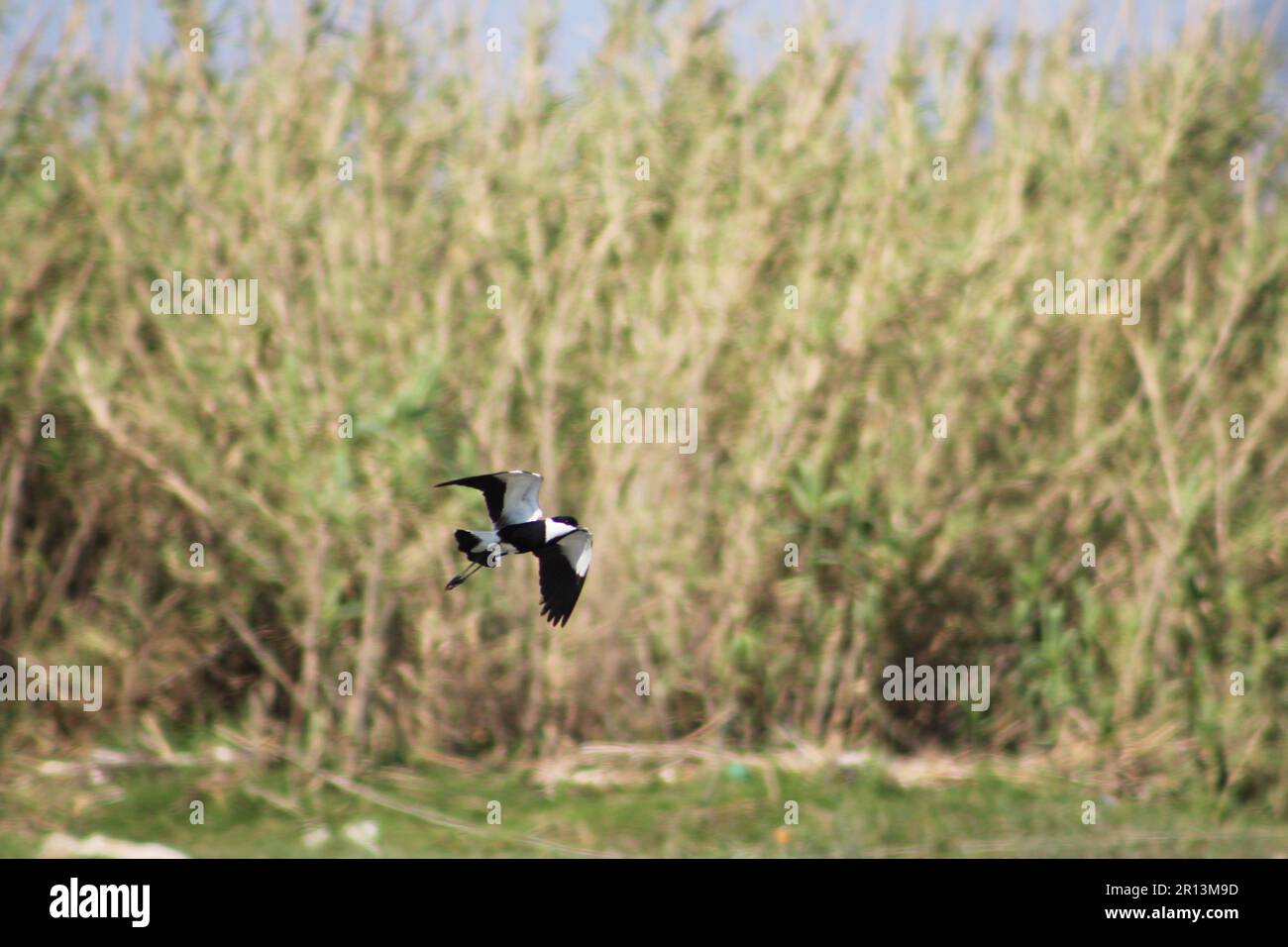 Black winged lapwing hi-res stock photography and images - Alamy