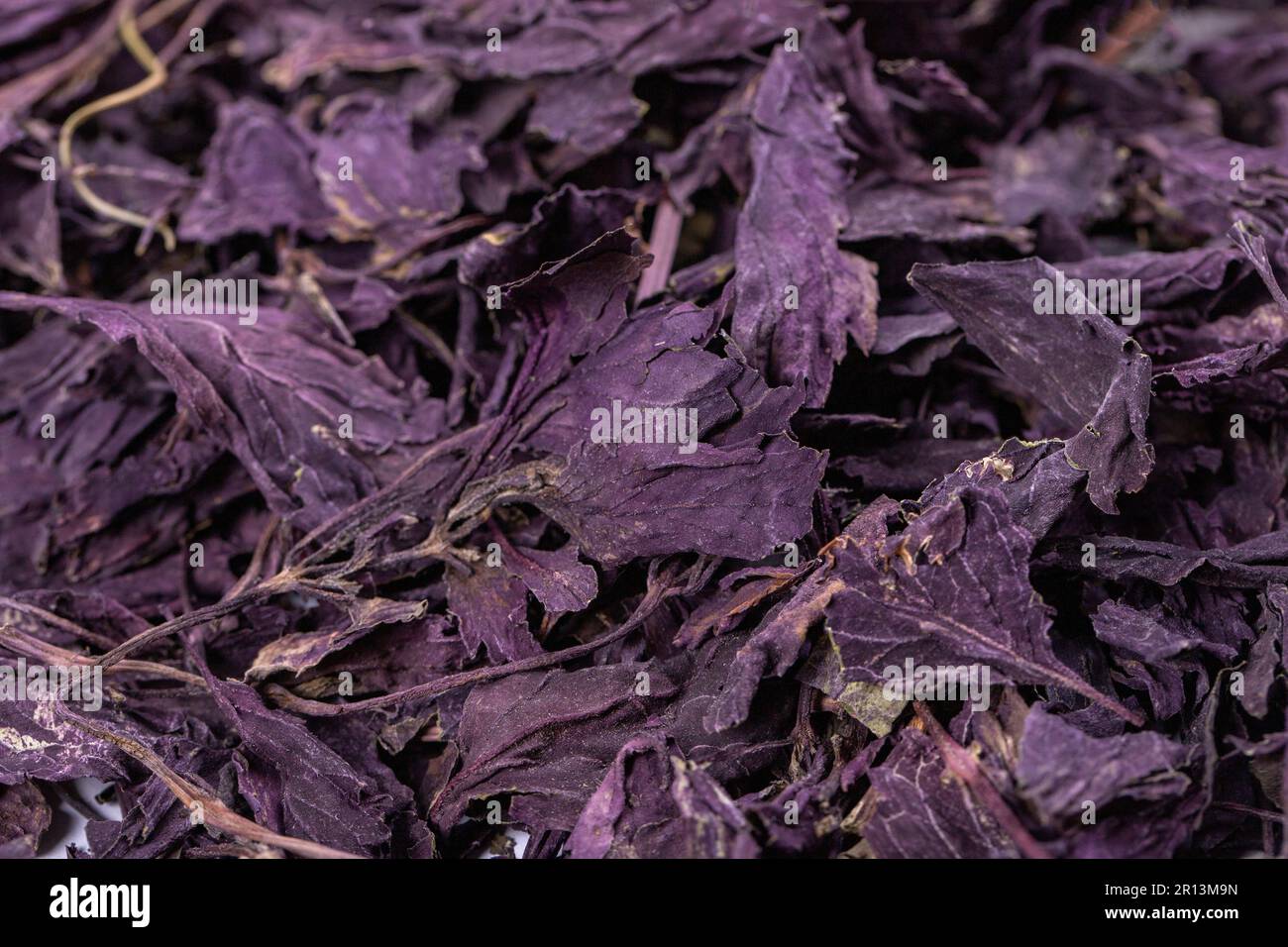 Red basil. Spices concept. Dried red basil spice background. Local name ...