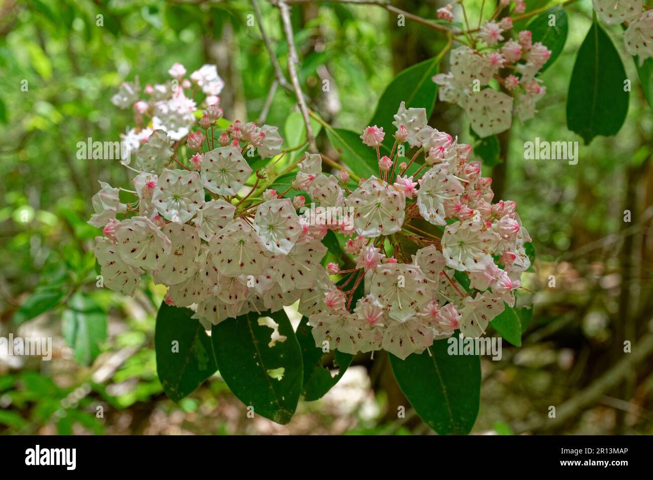 Two clusters together of blooming mountain laurel flowers with buds ...