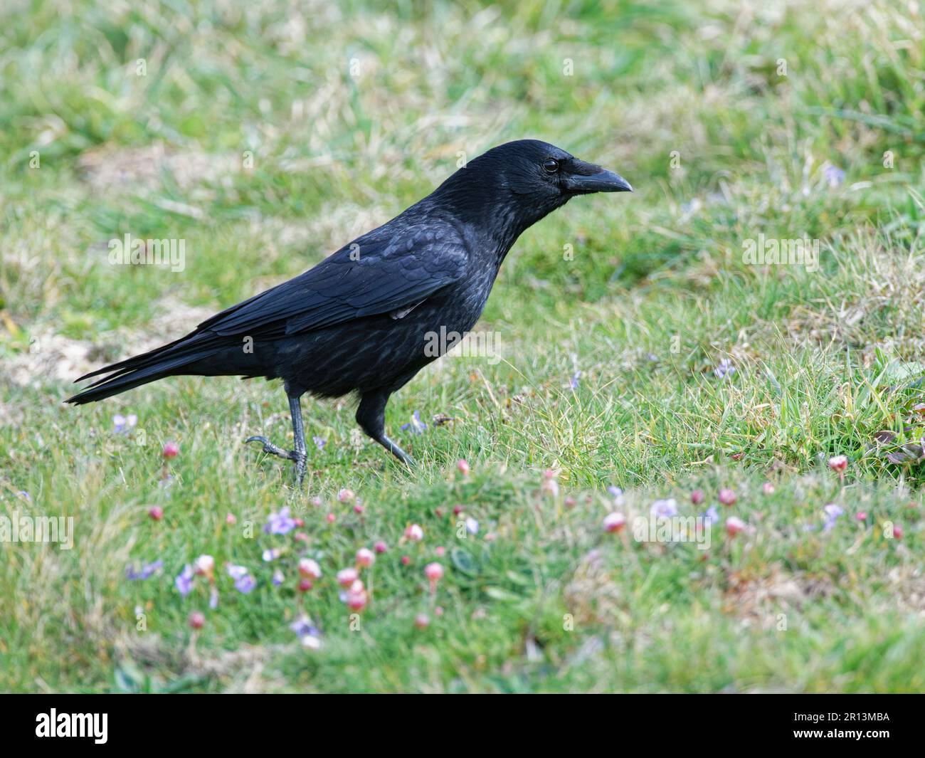 Carrion crow (Corvus corone) foraging on clifftop grassland, Cornwall ...