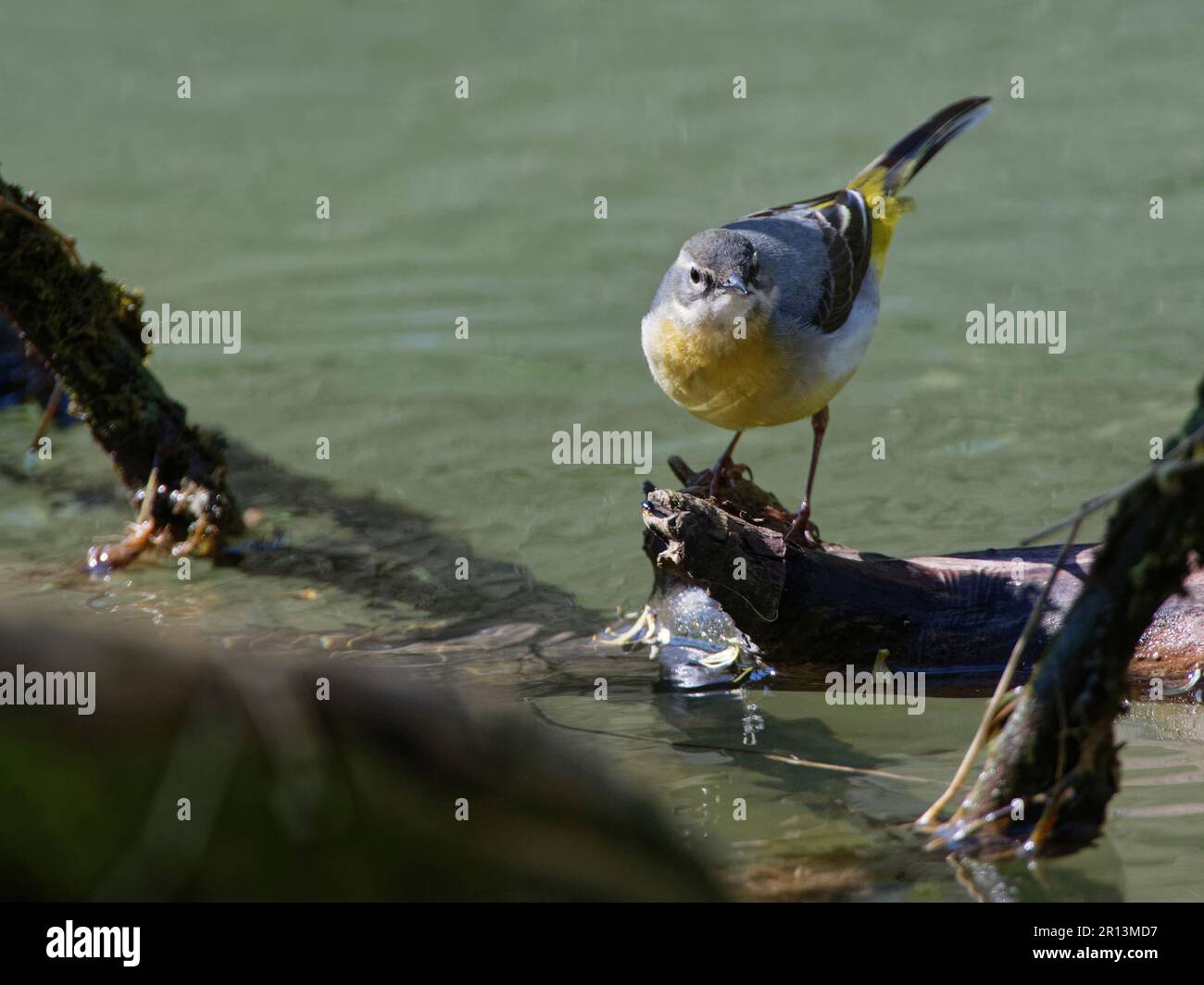 Grey wagtail (Motacilla cinerea) standing on a partly submerged log as ...