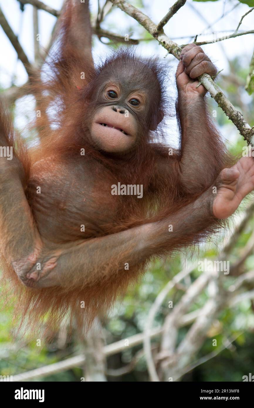 Juvenile Orang Utan in semi wild surroundings at Matang Wildlife Center ...