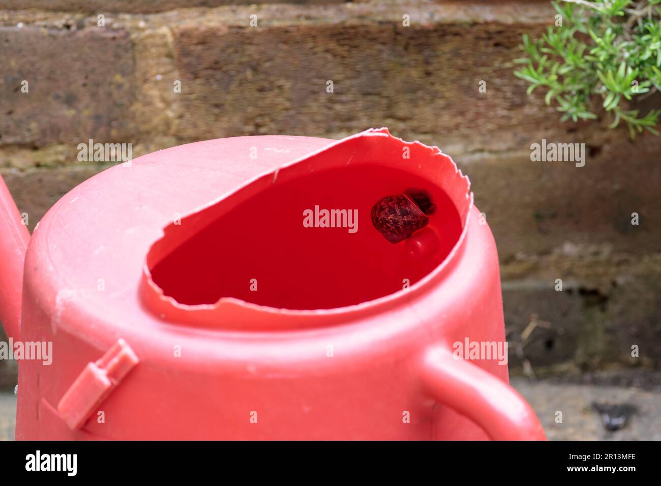 Garden snail inside an old faded red plastic watering can mollusc ...