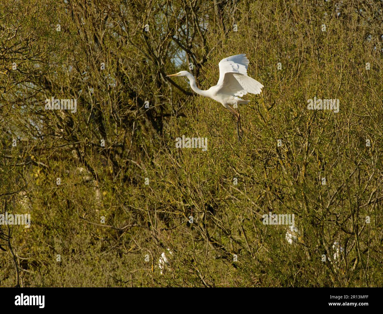 Great white egret (Egretta alba) taking off from a Willow tree where ...