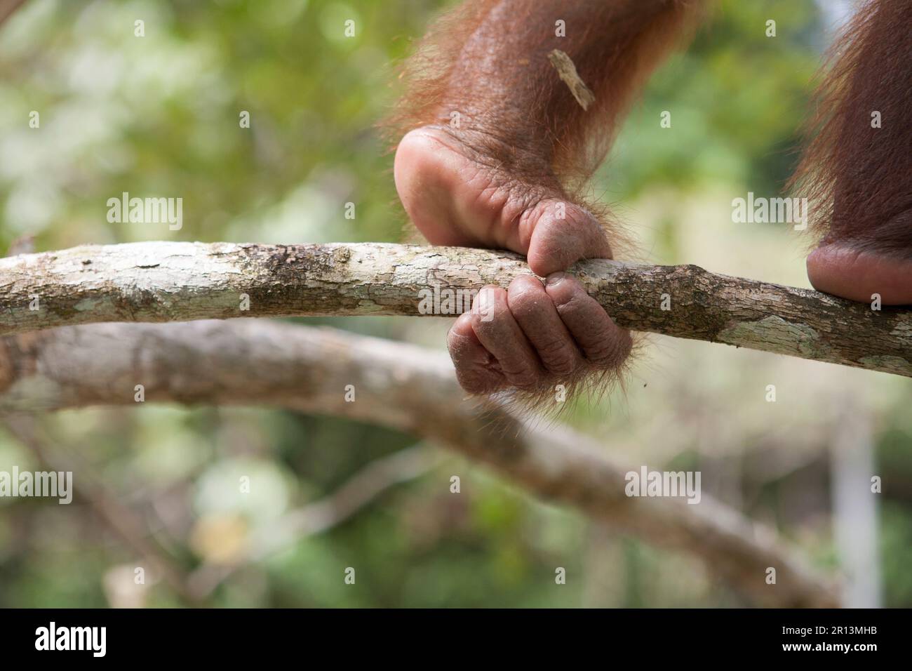 Matang wildlife center hi-res stock photography and images - Alamy