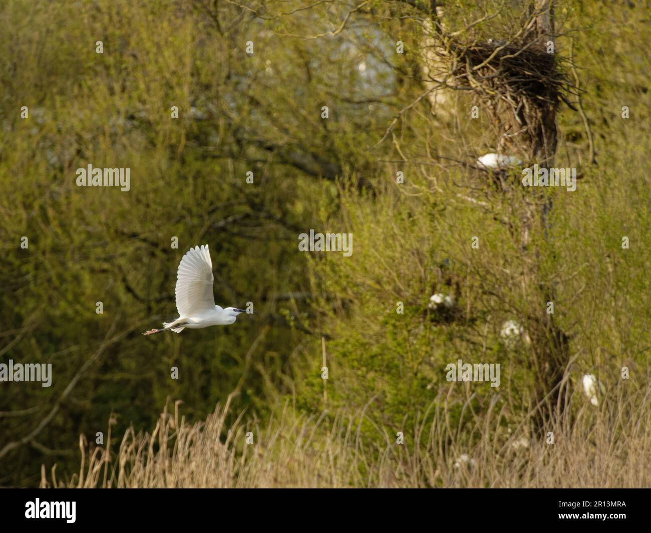 Little egret (Egretta garzetta) flying towards its nest within a colony ...