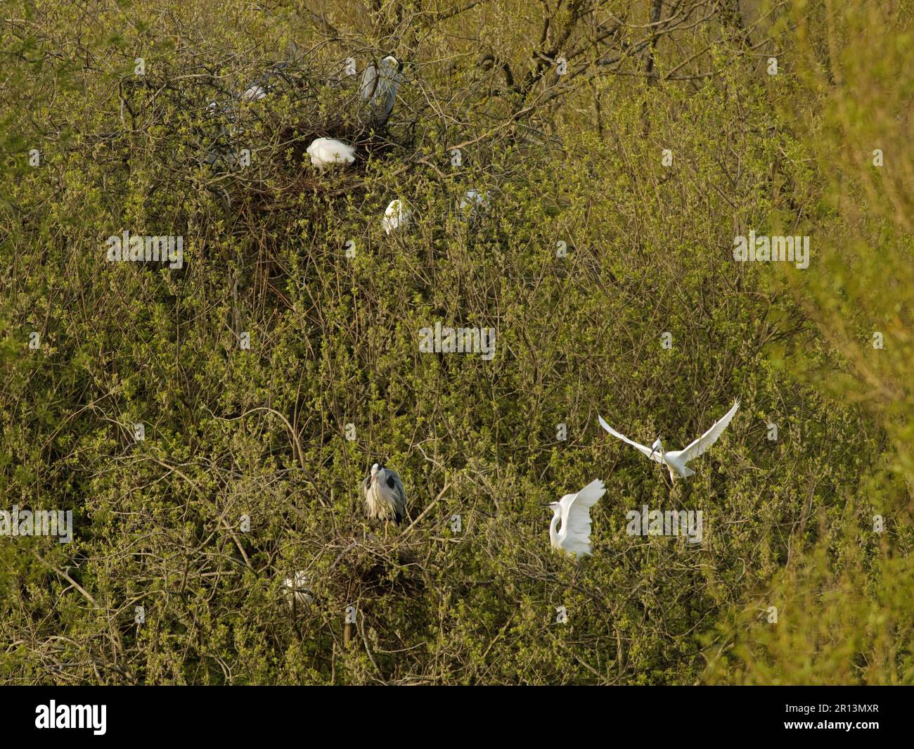 Little egret (Egretta garzetta) landing at its nest within a colony of ...