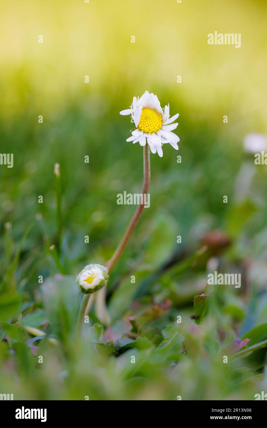 Macro photography of a daisy Stock Photo - Alamy