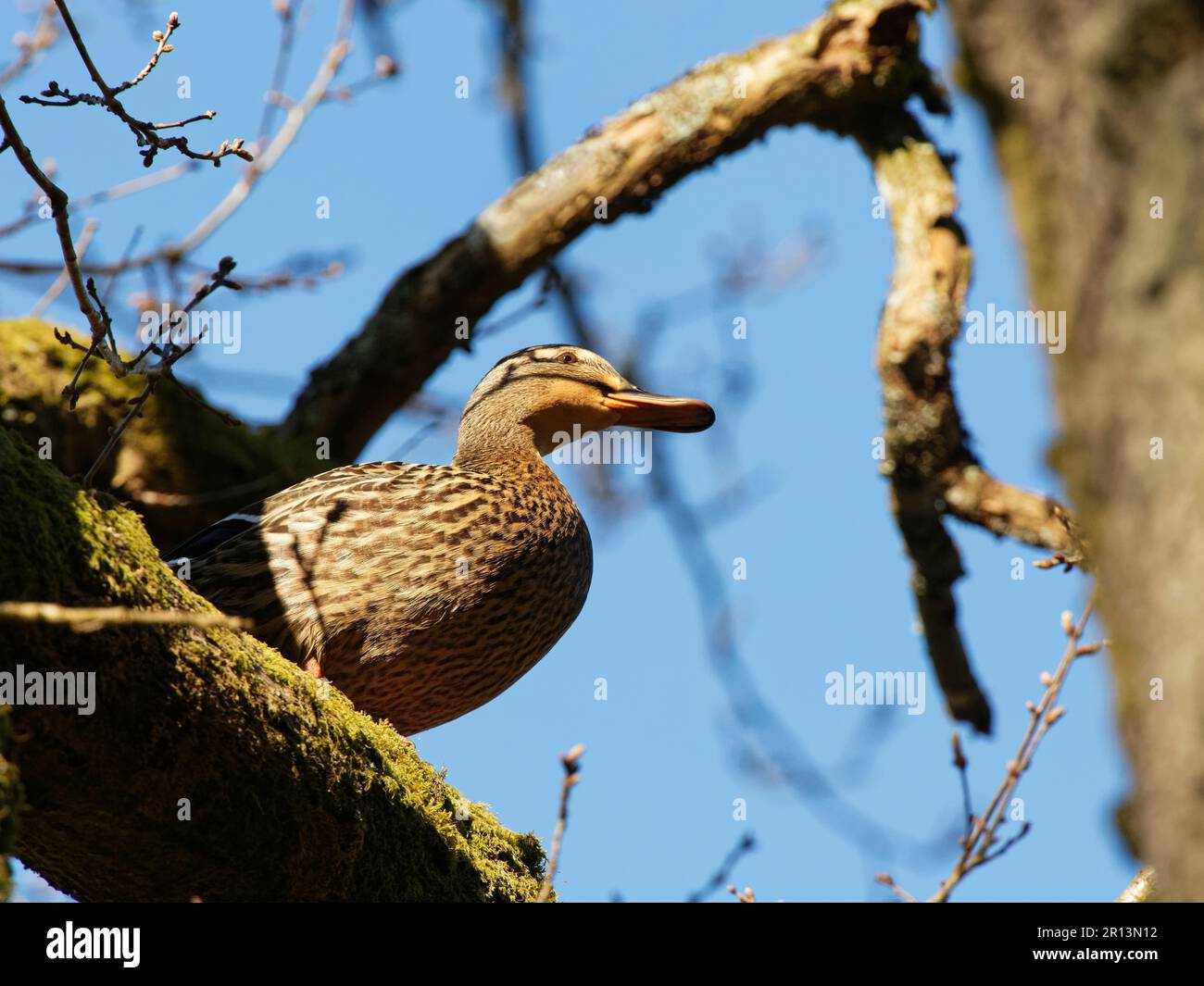Mallard (Anas platyrhynchos) duck searching for a nest site in an ...
