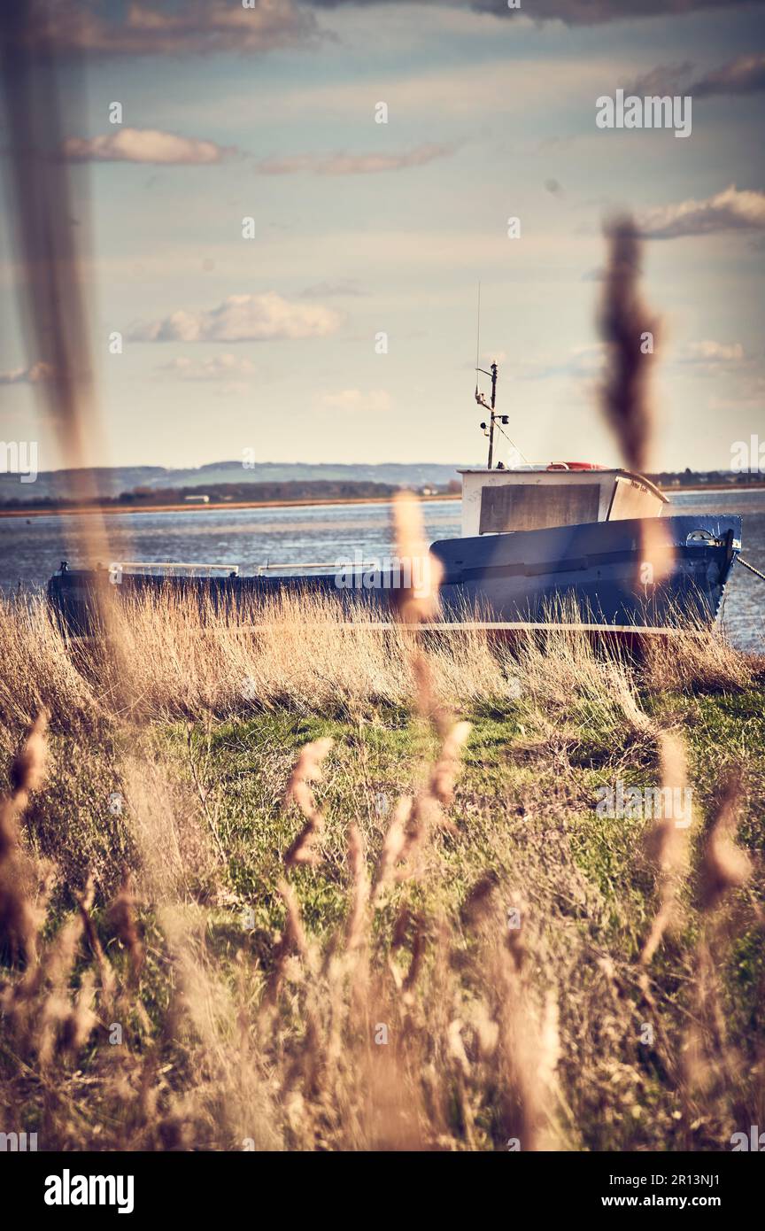 Abandoned boat seen through reeds on River Ribble estuary at Lytham St ...