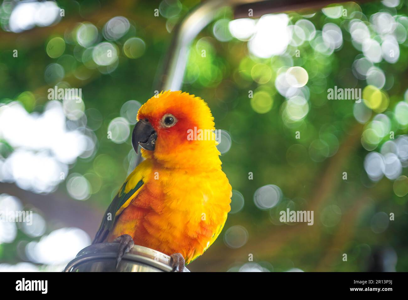Parrot, Budgies are beautiful Close-up of parrot perching against black ...