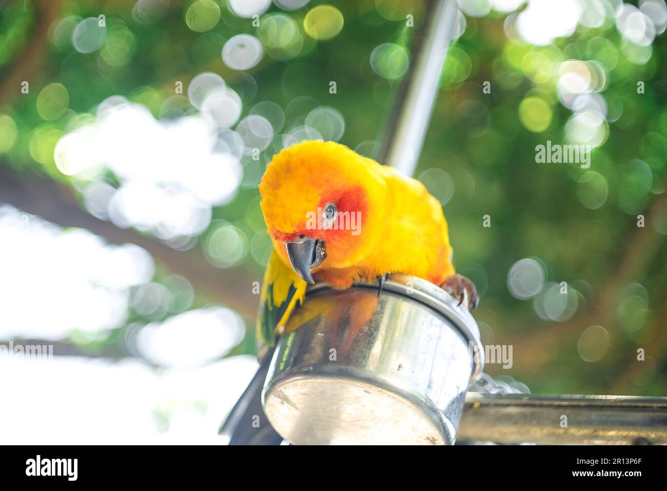 Parrot, Budgies are beautiful Close-up of parrot perching against black ...