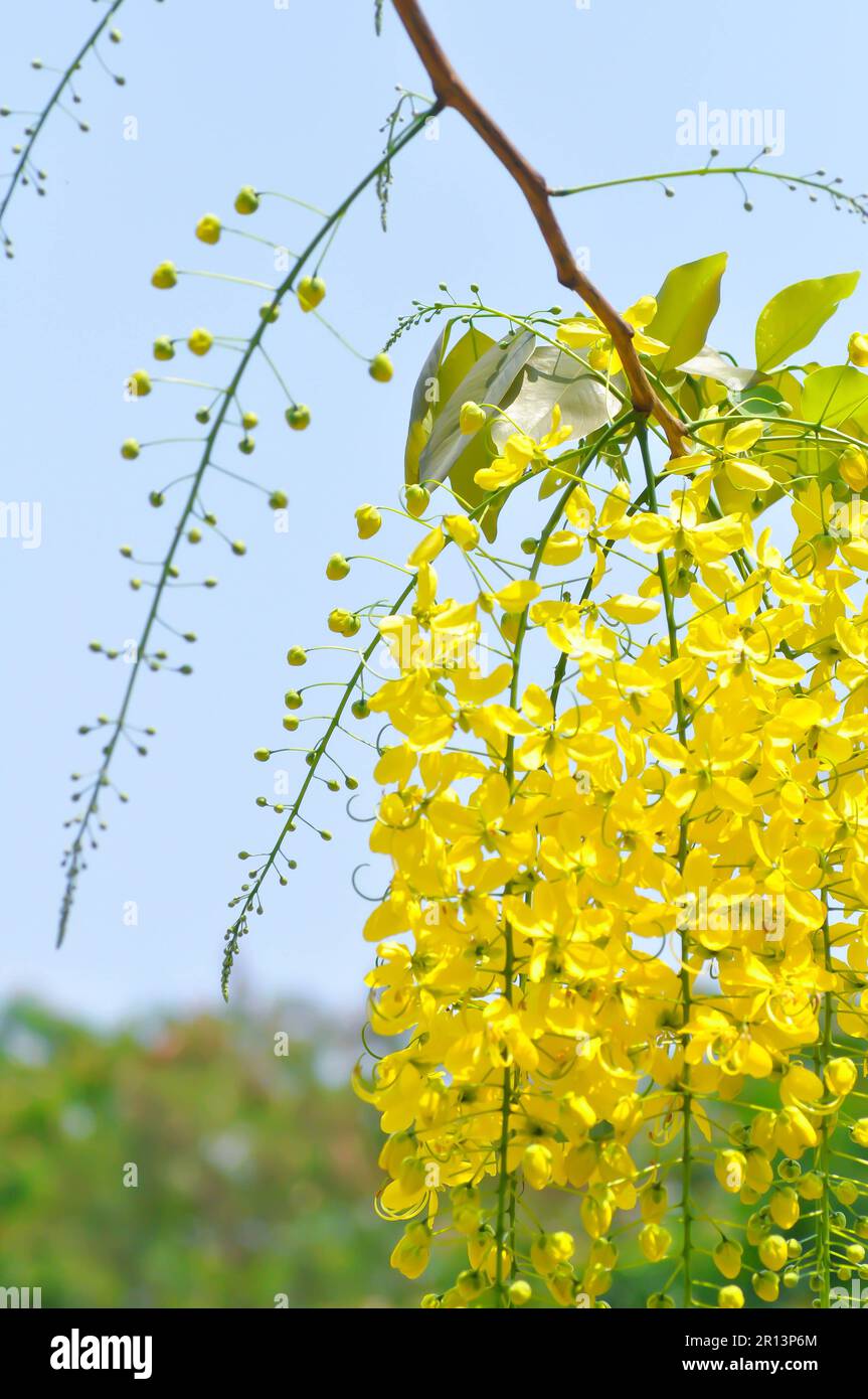 Golden shower , Cassia fistula or pudding pipe tree or yellow flowers Stock Photo - Alamy