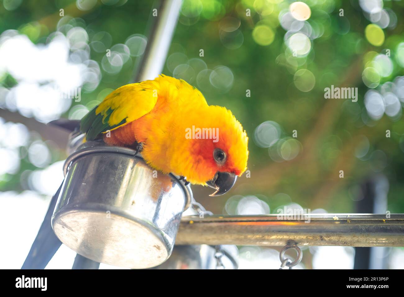 Parrot, Budgies are beautiful Close-up of parrot perching against black ...