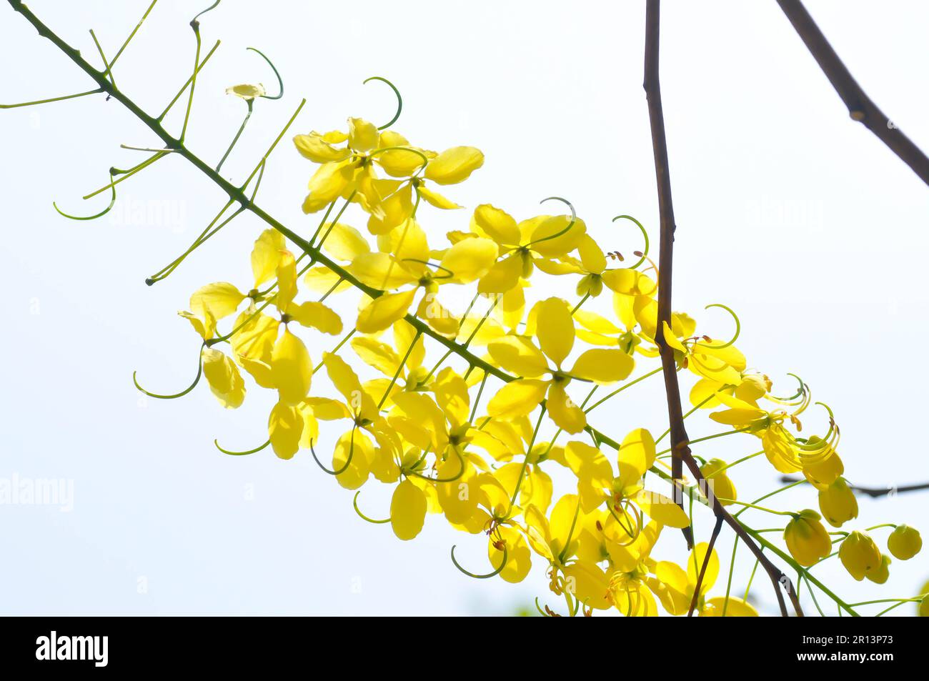 Golden shower , Cassia fistula or pudding pipe tree or yellow flowers Stock Photo - Alamy