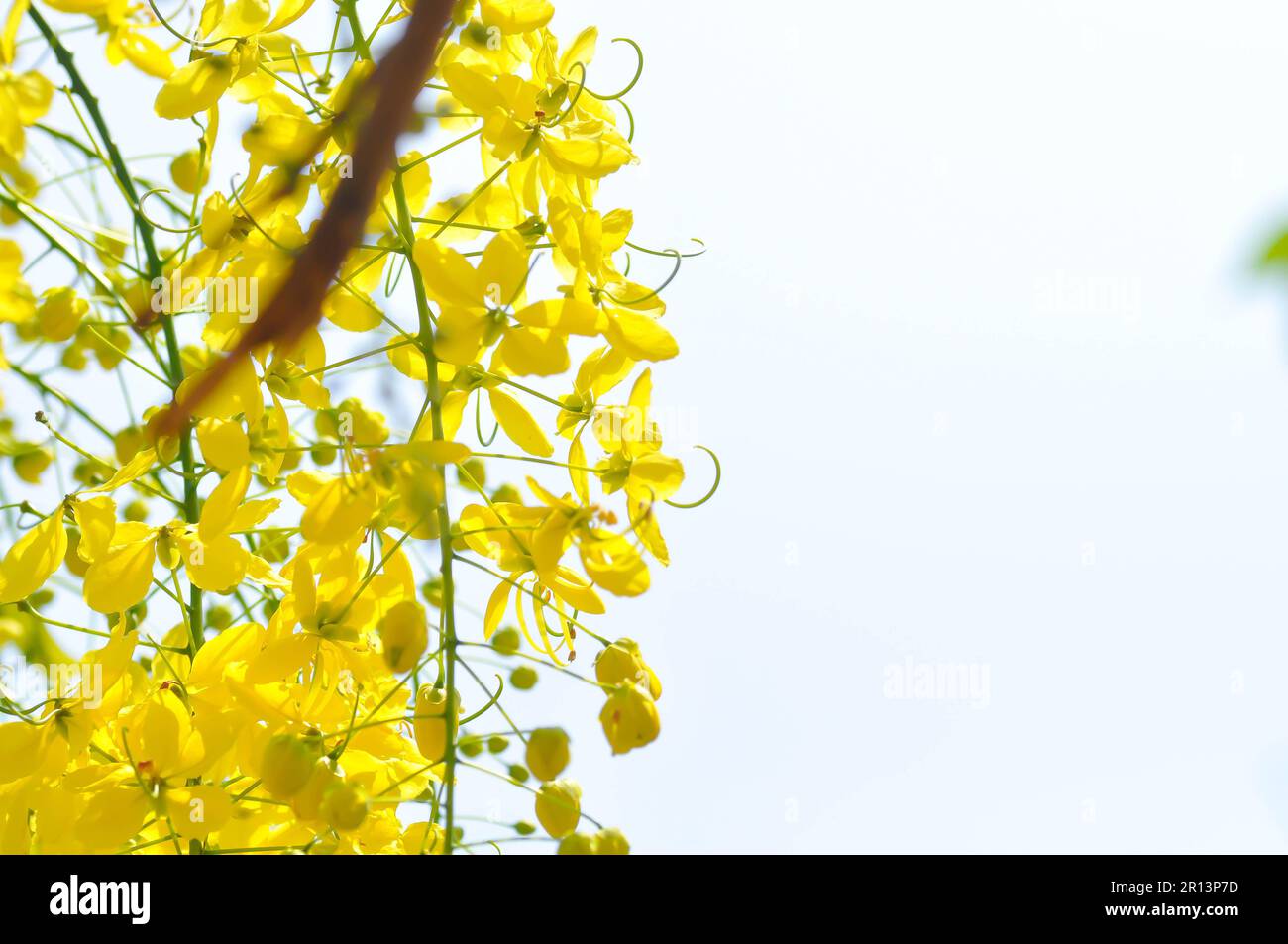 Golden shower , Cassia fistula or pudding pipe tree or yellow flowers ...