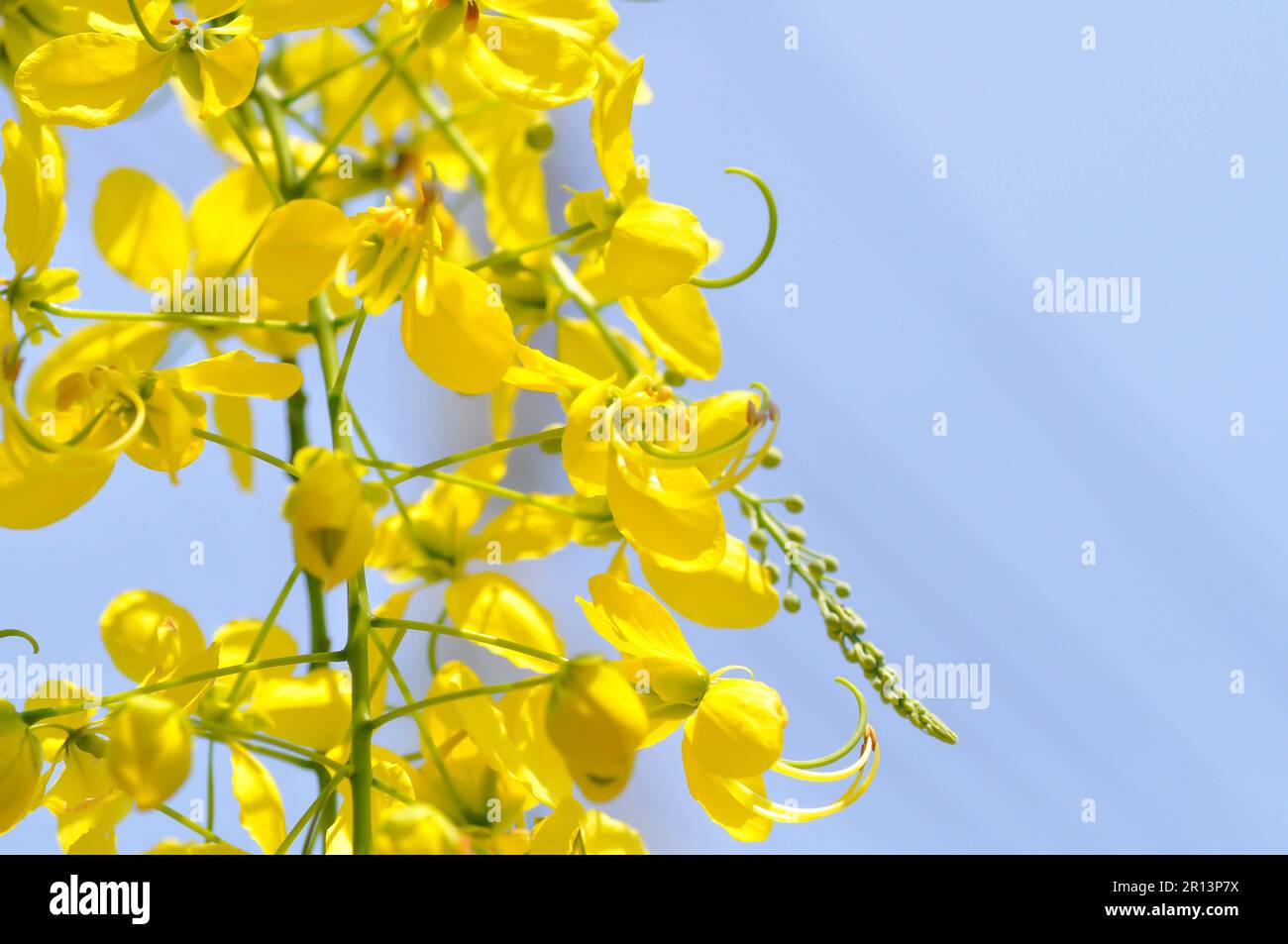 Golden shower , Cassia fistula or pudding pipe tree or yellow flowers ...