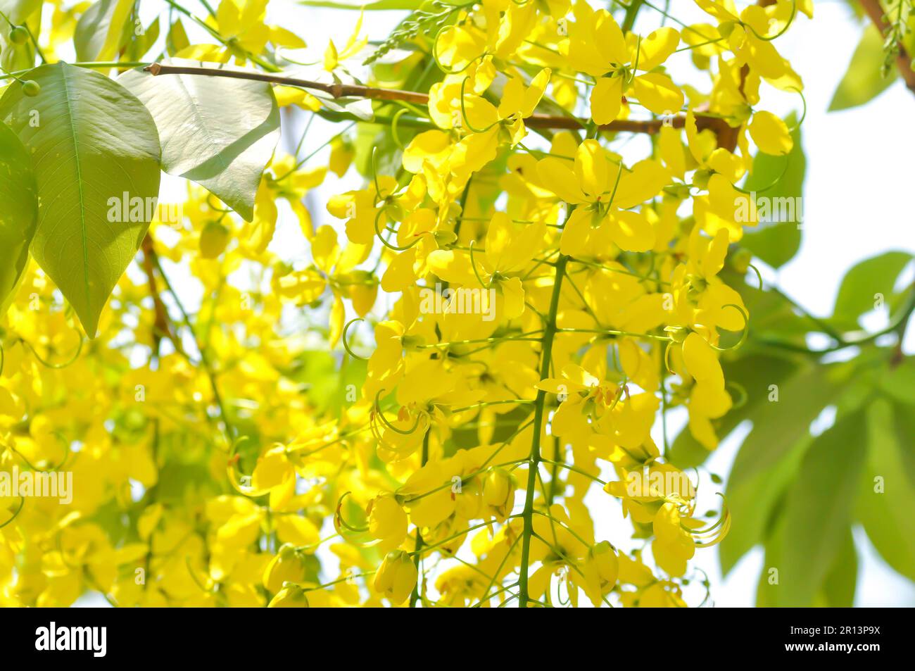 Golden shower , Cassia fistula or pudding pipe tree or yellow flowers Stock Photo - Alamy