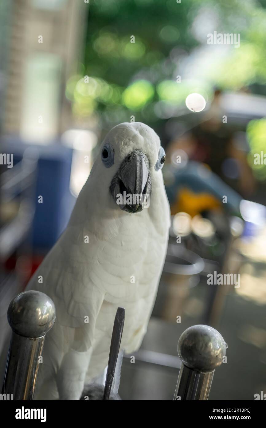 Parrot, Budgies are beautiful Close-up of parrot perching against black ...