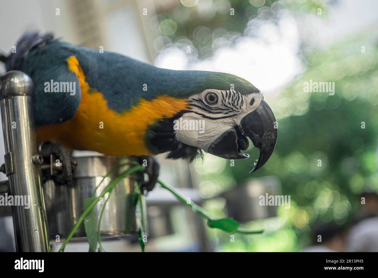 Parrot, Budgies are beautiful Close-up of parrot perching against black ...
