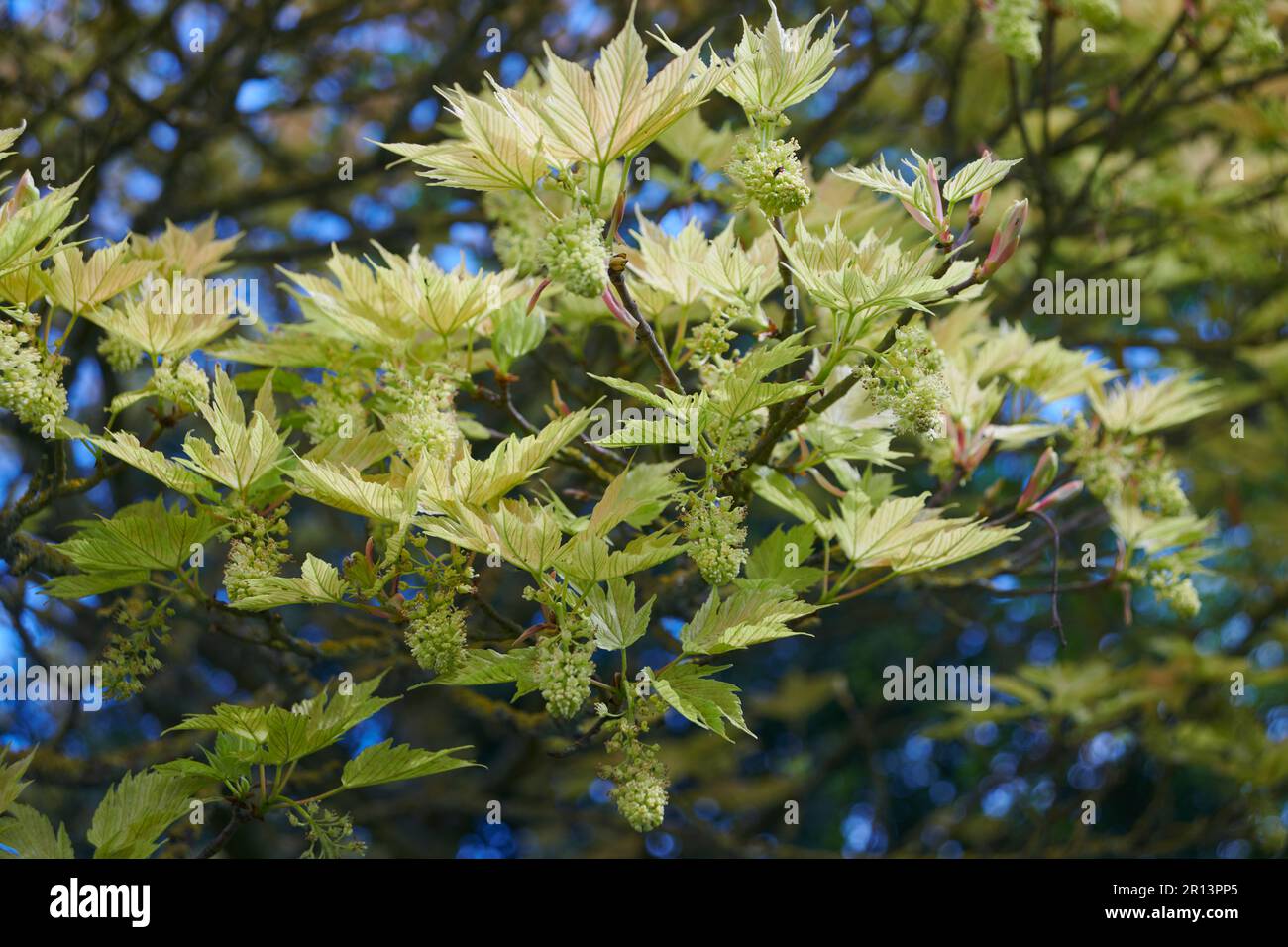 Sycamore Maple (Acer pseudoplatanus Stock Photo - Alamy