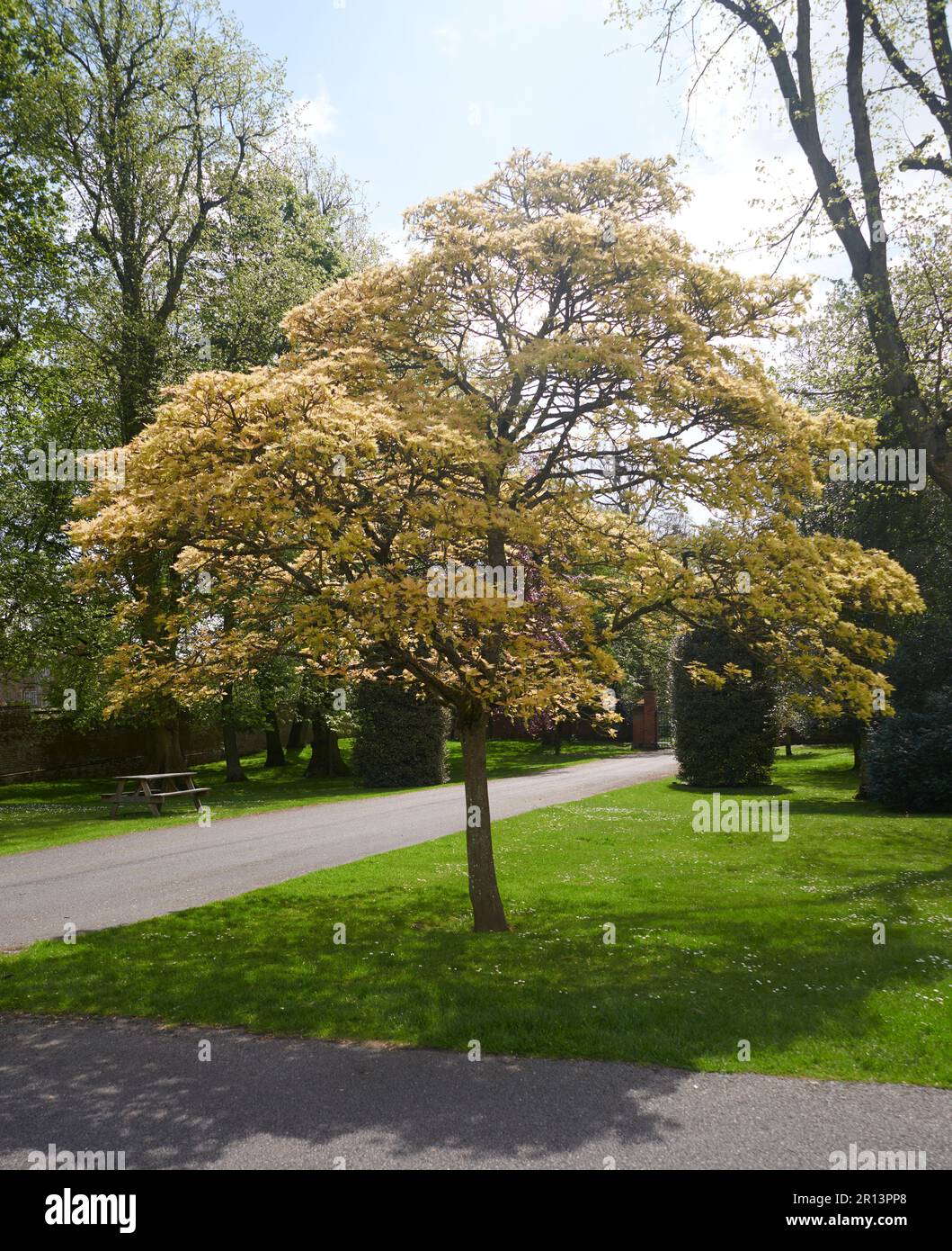 Sycamore Maple (Acer pseudoplatanus Stock Photo - Alamy