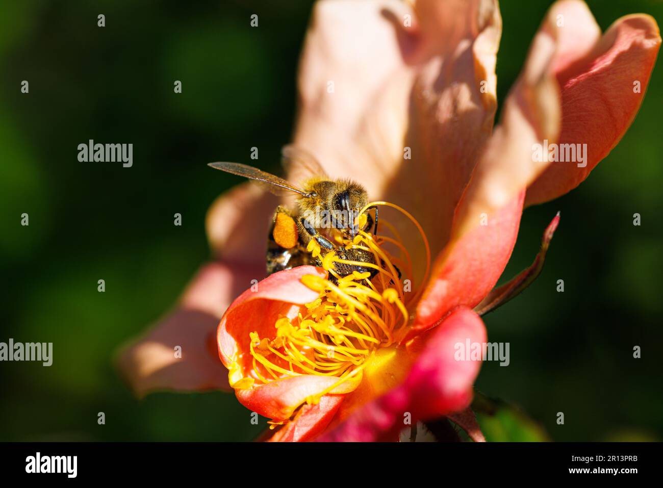 Macro photography of bee on a flower Stock Photo - Alamy
